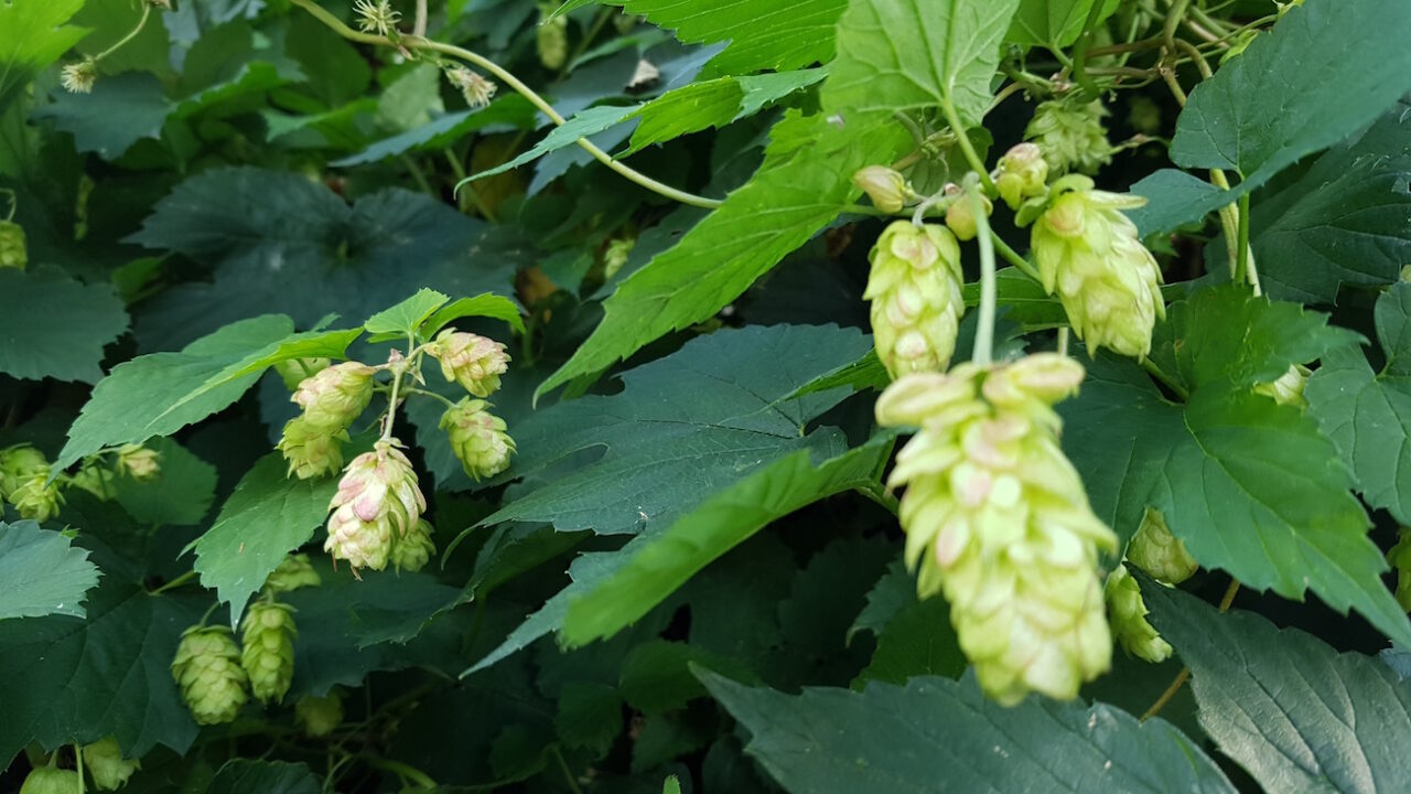 Parasta juuri nyt (11.9.2020): Humala, Vincent van Gogh, puolukka ...